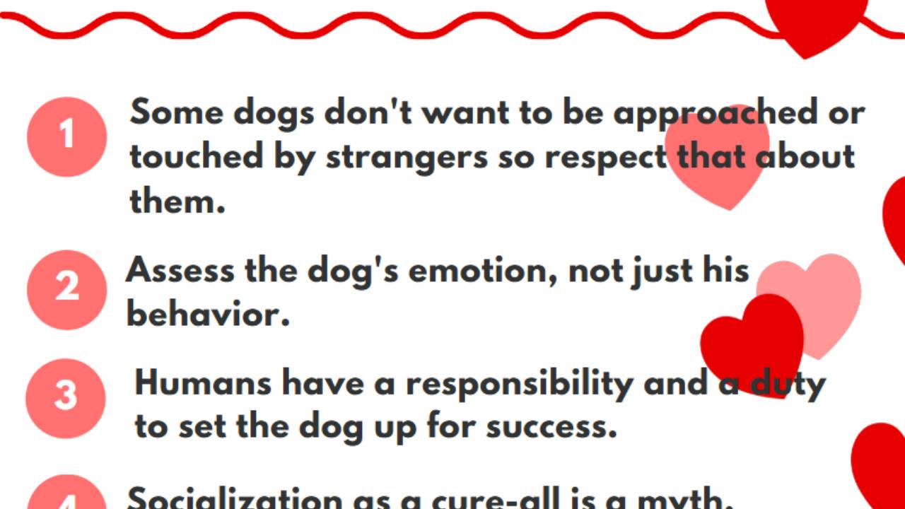 14 True Things About Dogs Video Series