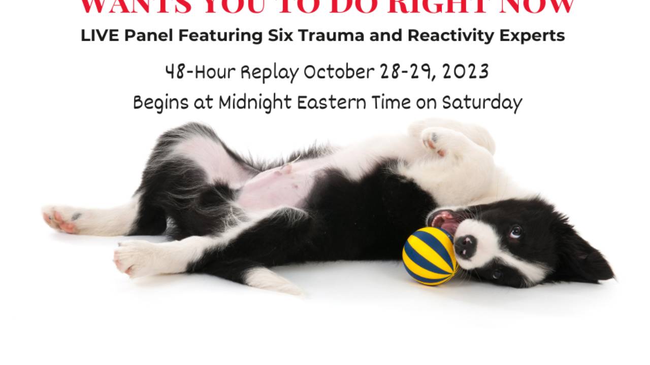 What Your Reactive Dog Wants You to Do Right Now 48-Hour Replay