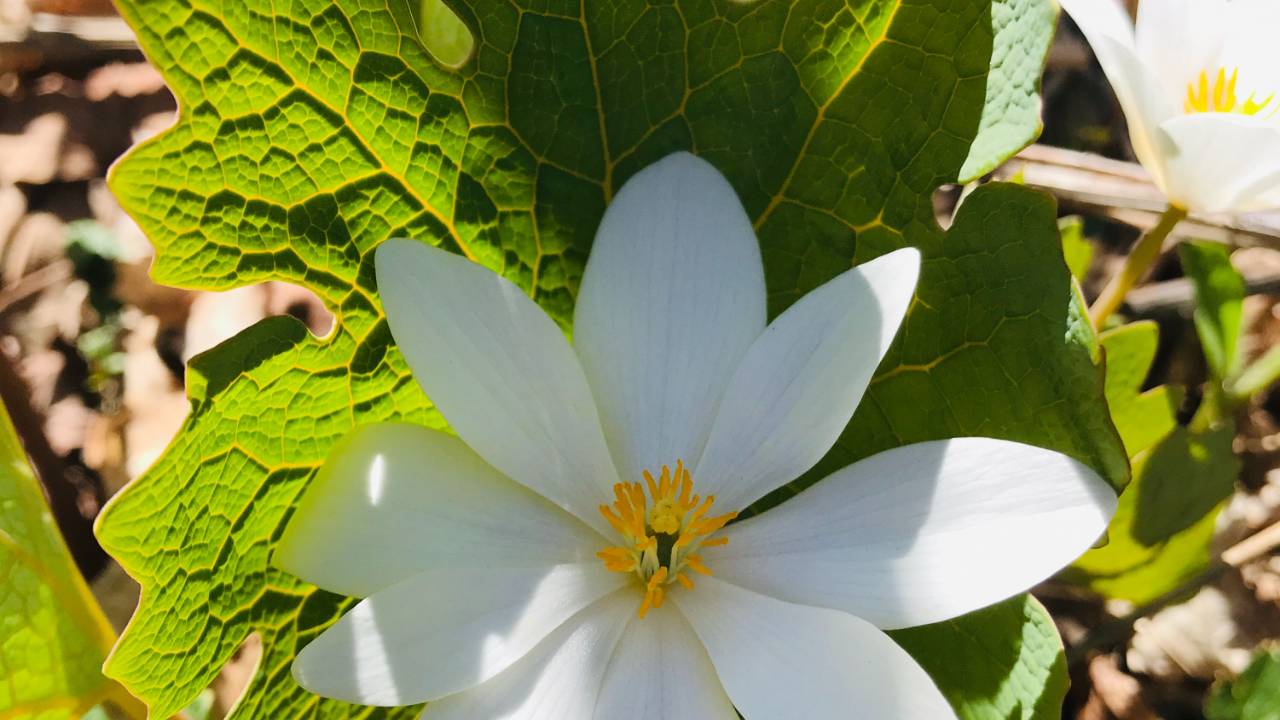 The Optimistic Potential of Every Blooming Flower