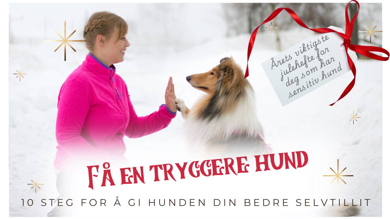 Julehefte24 - Selvtillit hos hund