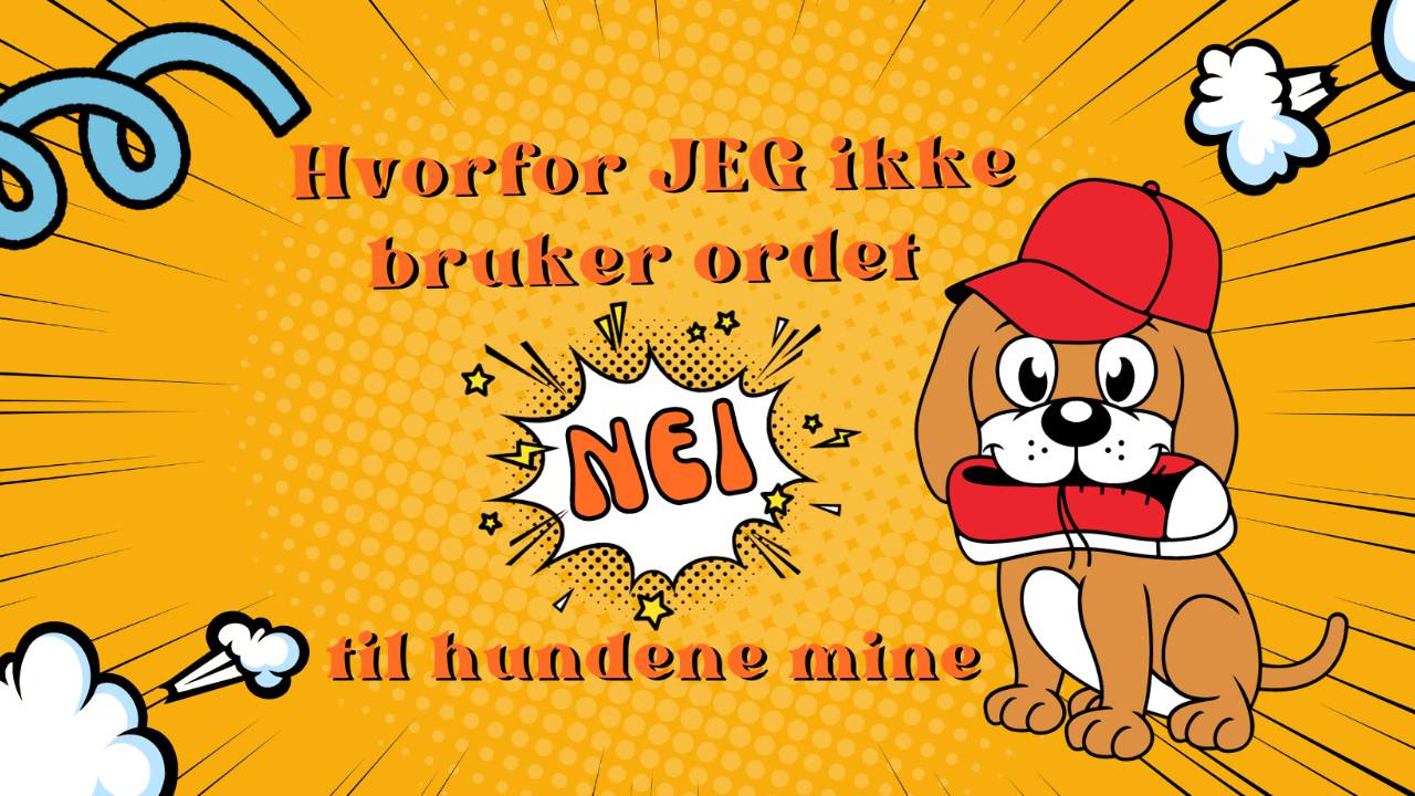 Hvorfor JEG ikke bruker ordet "NEI" til hundene mine