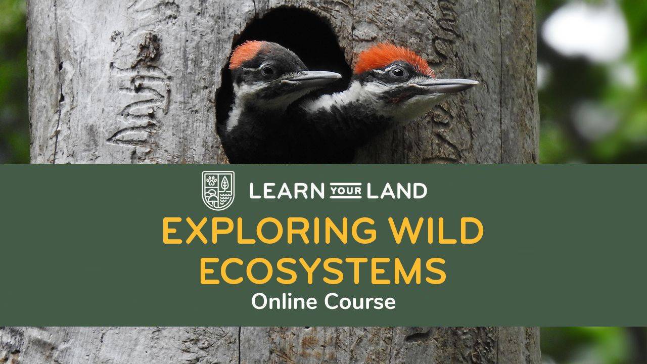 Exploring Wild Ecosystems - Learn Your Land - Adam Haritan