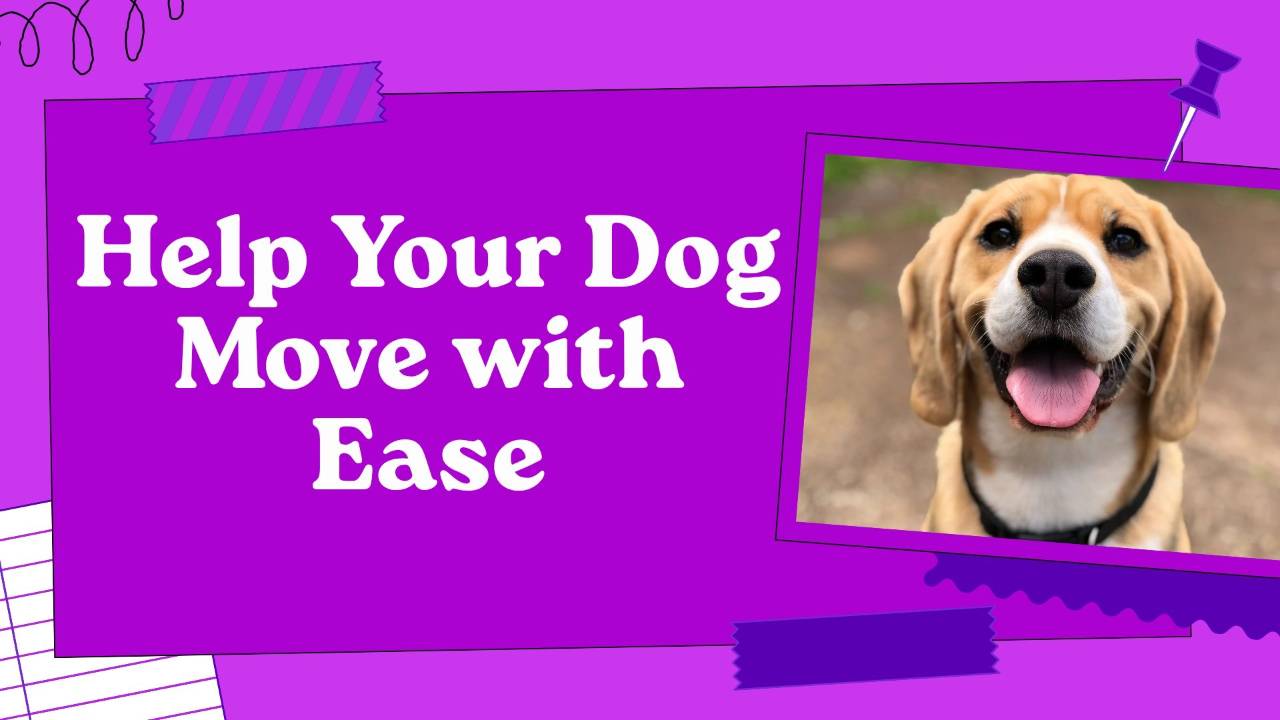 Help Your Dog Move with Ease & Confidence in 3 Steps