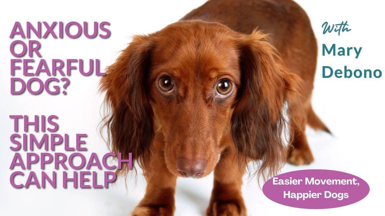 Anxious or Fearful Dog? This Simple Approach Can Help