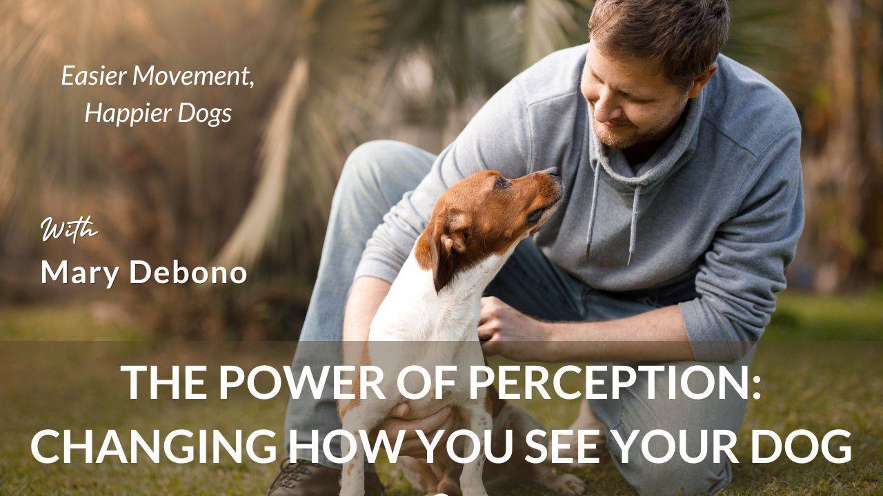 The Power of Perception: Changing How You See Your Dog
