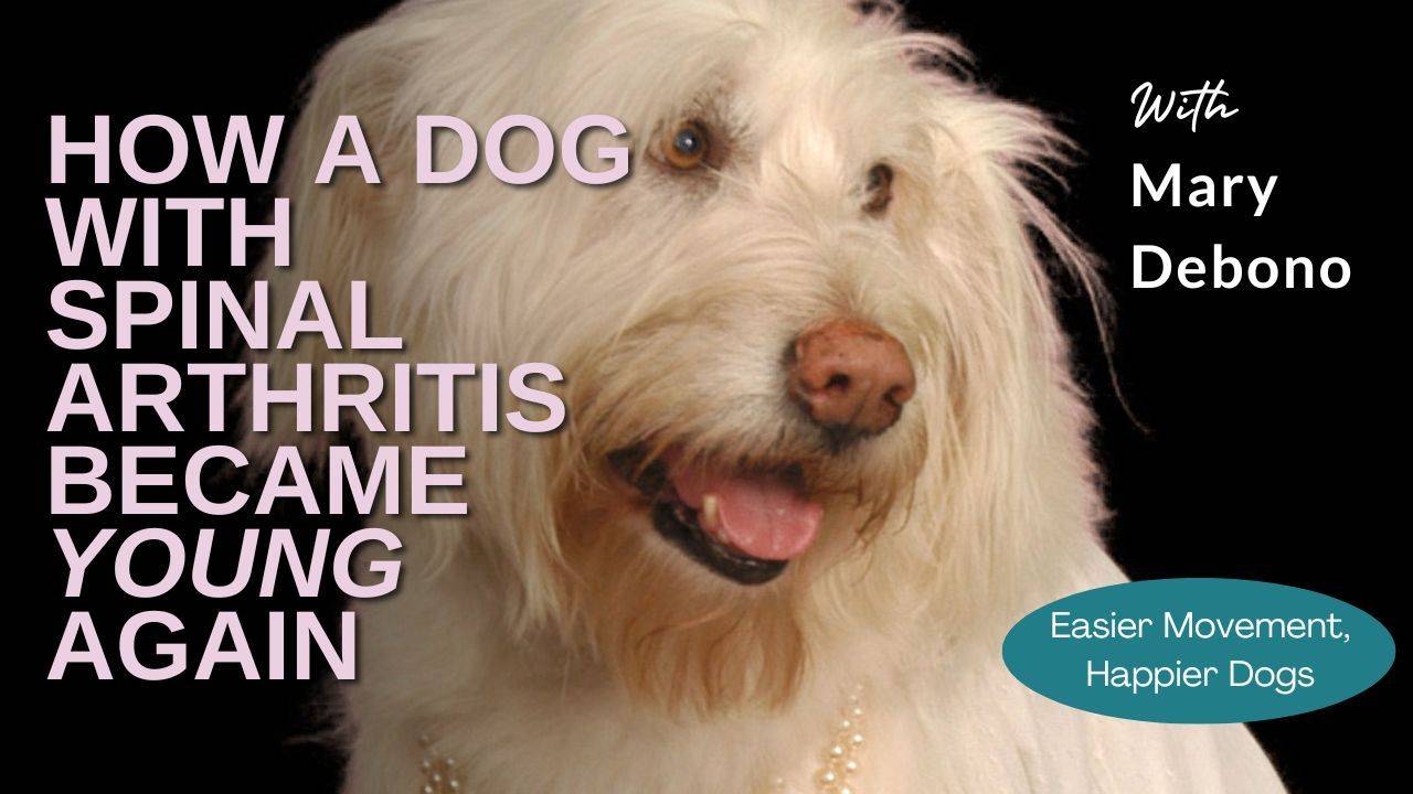 How a Dog with Spinal Arthritis Became Young Again