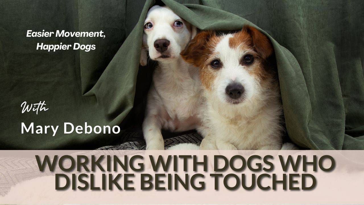 Working with Dogs Who Dislike Being Touched