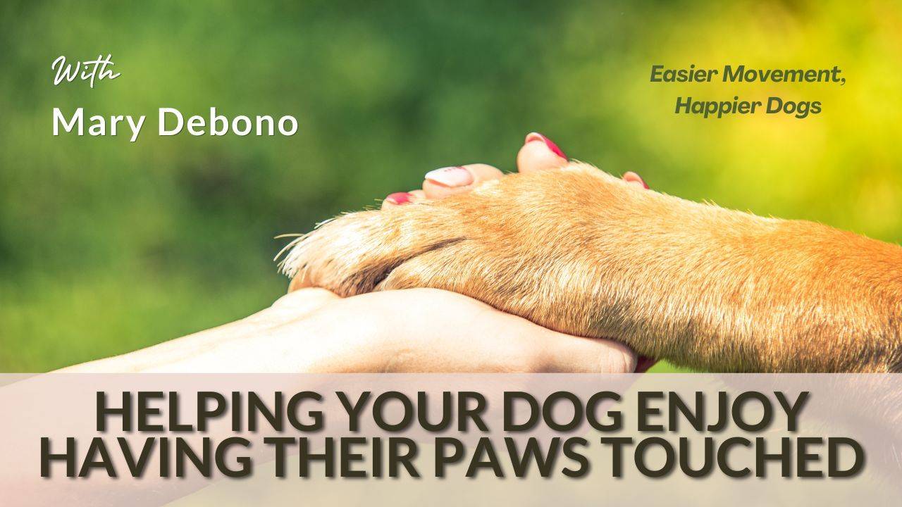 Helping Your Dog Enjoy Having Their Paws Touched