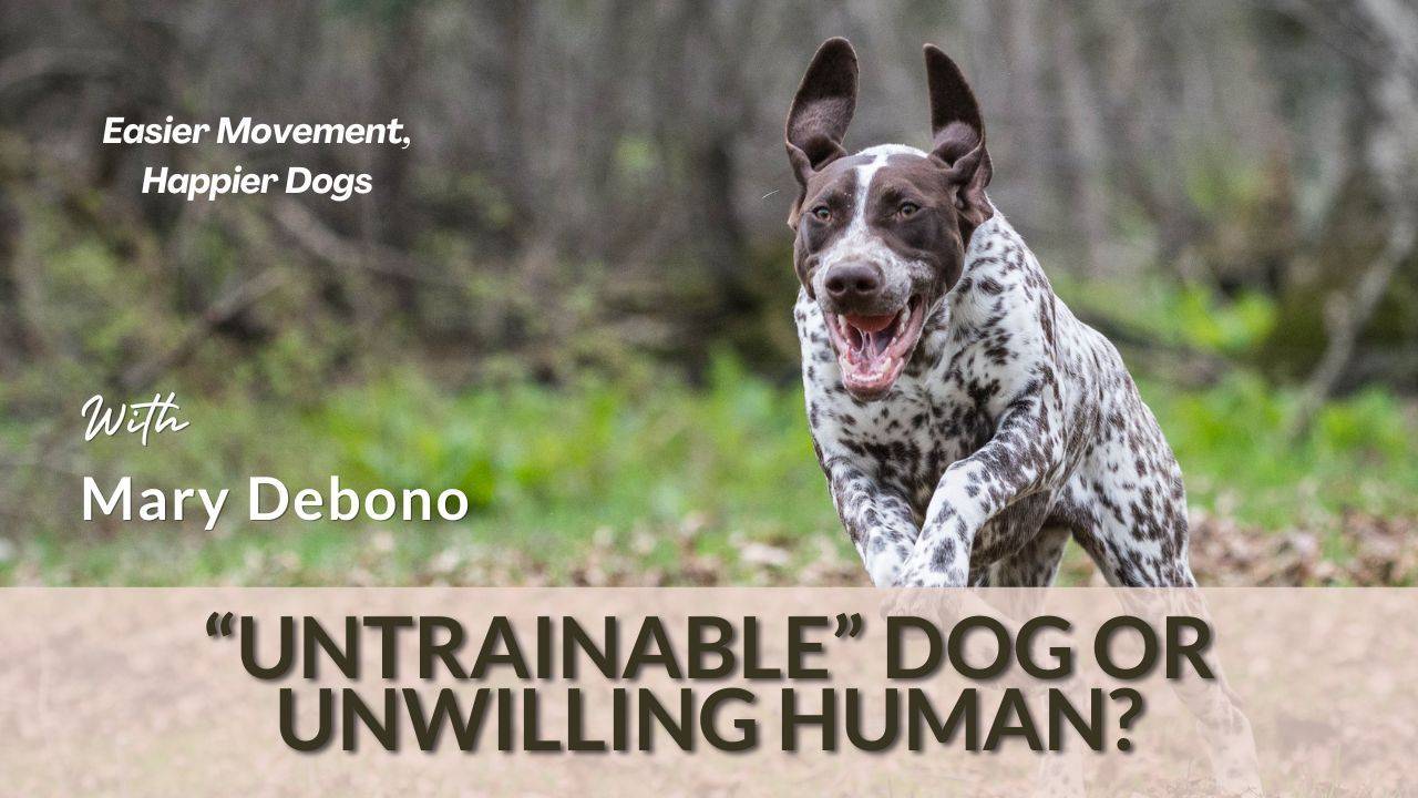 "Untrainable" Dog or Unwilling Human? #18