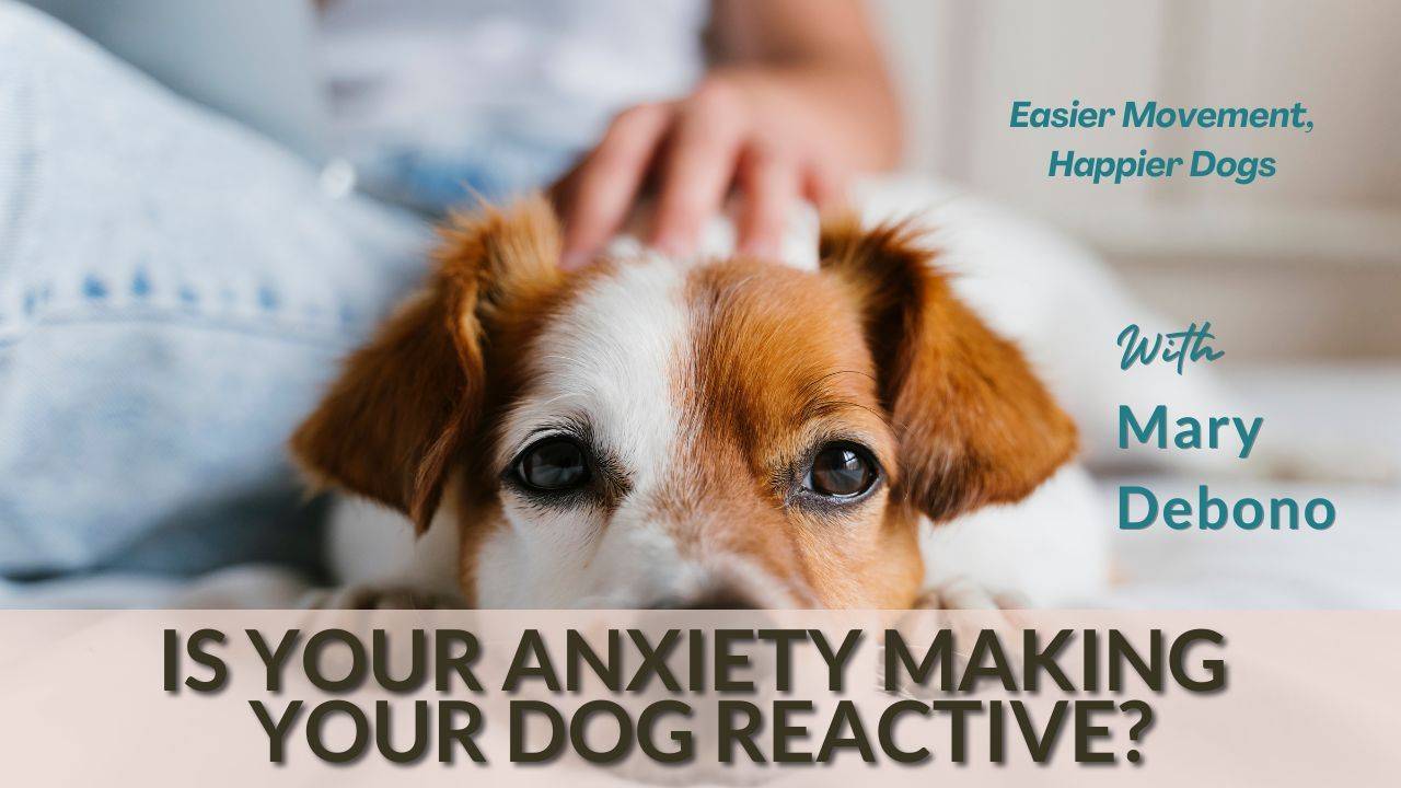 Is Your Anxiety Making Your Dog Reactive?