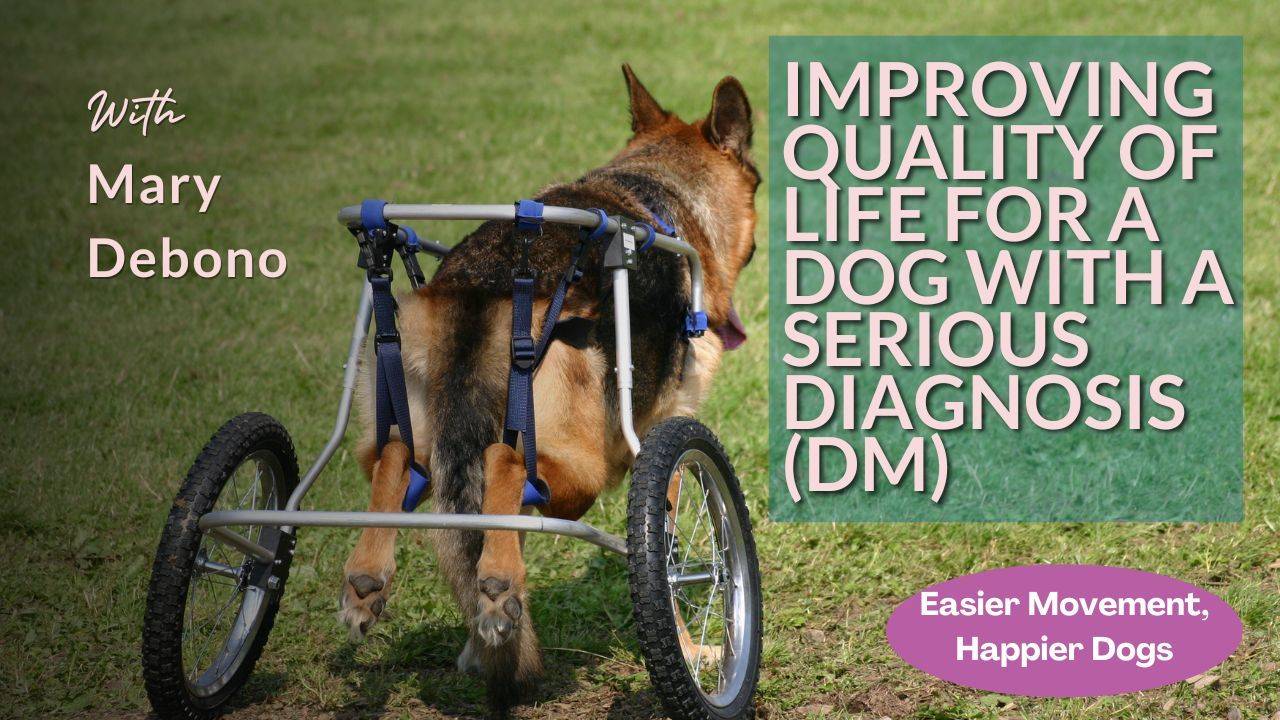 Improving Quality of Life for a Dog with a Serious Diagnosis (DM)