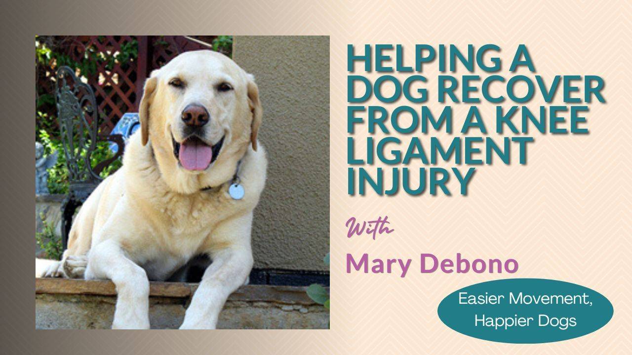 Helping a Dog Recover from a Knee Ligament Injury