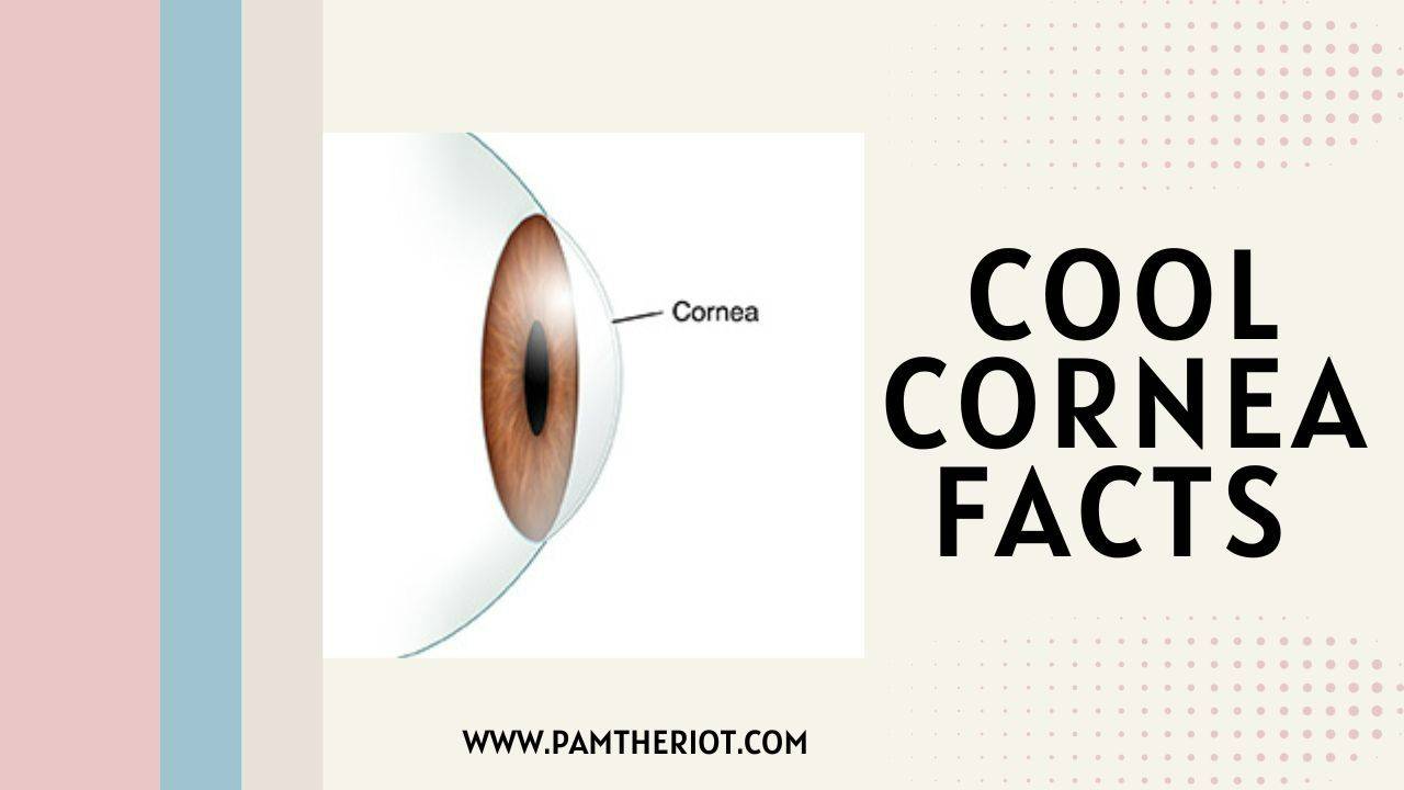 Get to know the unique characteristics of the cornea