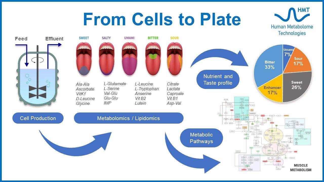 Cellular Metabolomics and Optimizing Cultivated Meat Cell Lines