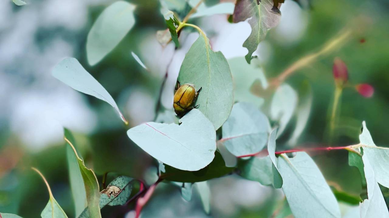 Preferred Vs Non Preferred