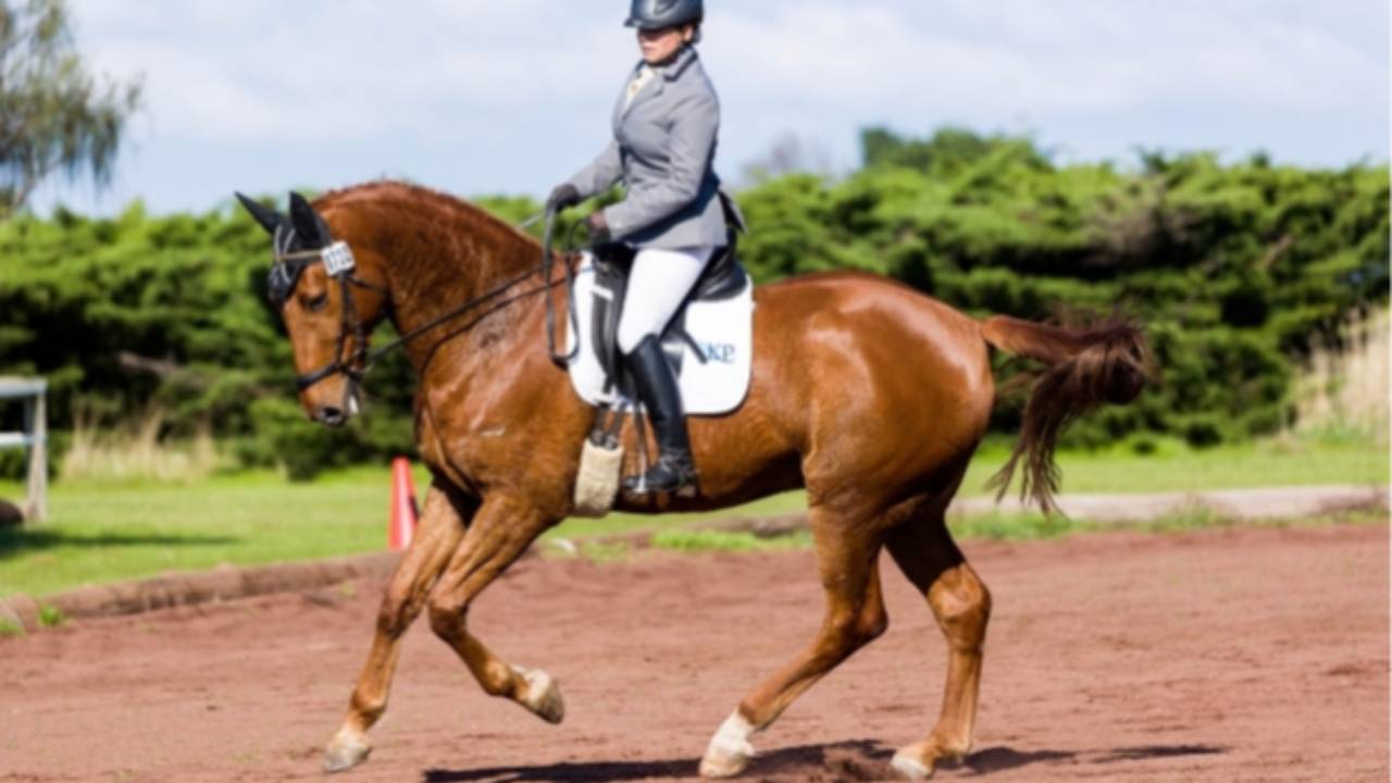 [50% SALE] Foundation Training Program: 6 Week Classic Lesson 1 Plan