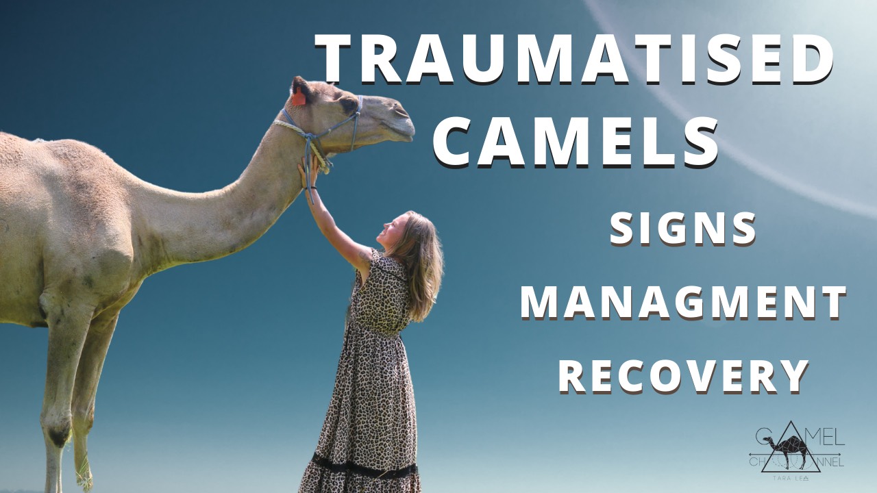 Traumatised Camel: Signs & Recovery