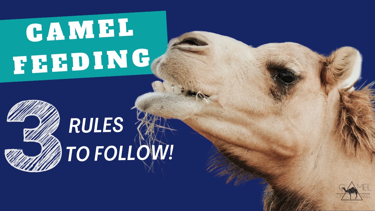 3 Camel Feeding Rules To Follow For Domesticated Camels