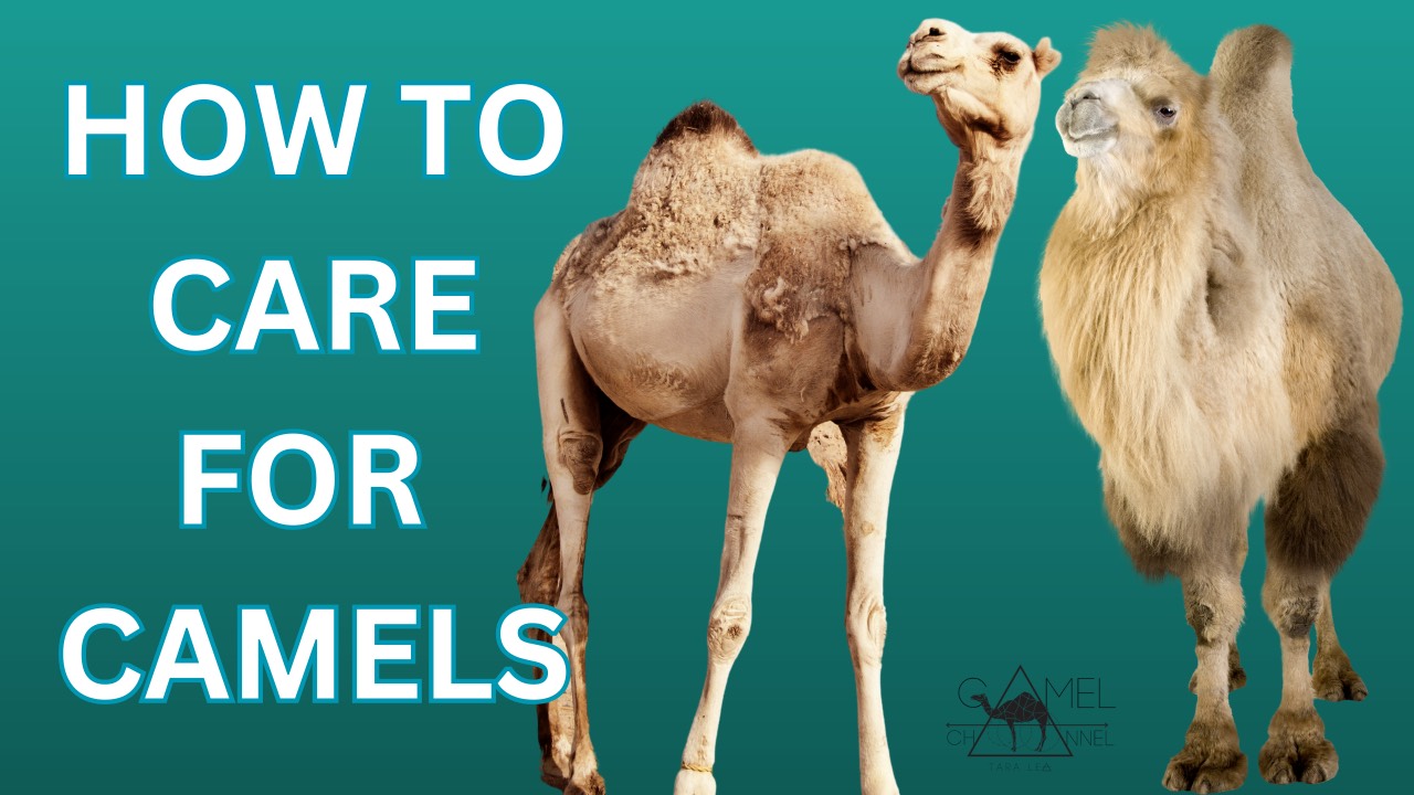 How To Care for Camels & Other Camel Husbandry Tips