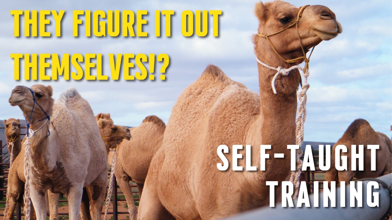 Training Trick That Camels Teach Themselves
