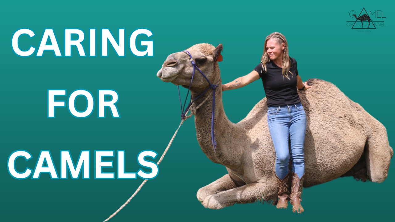 How To Care For Camels (Camel husbandry tips)