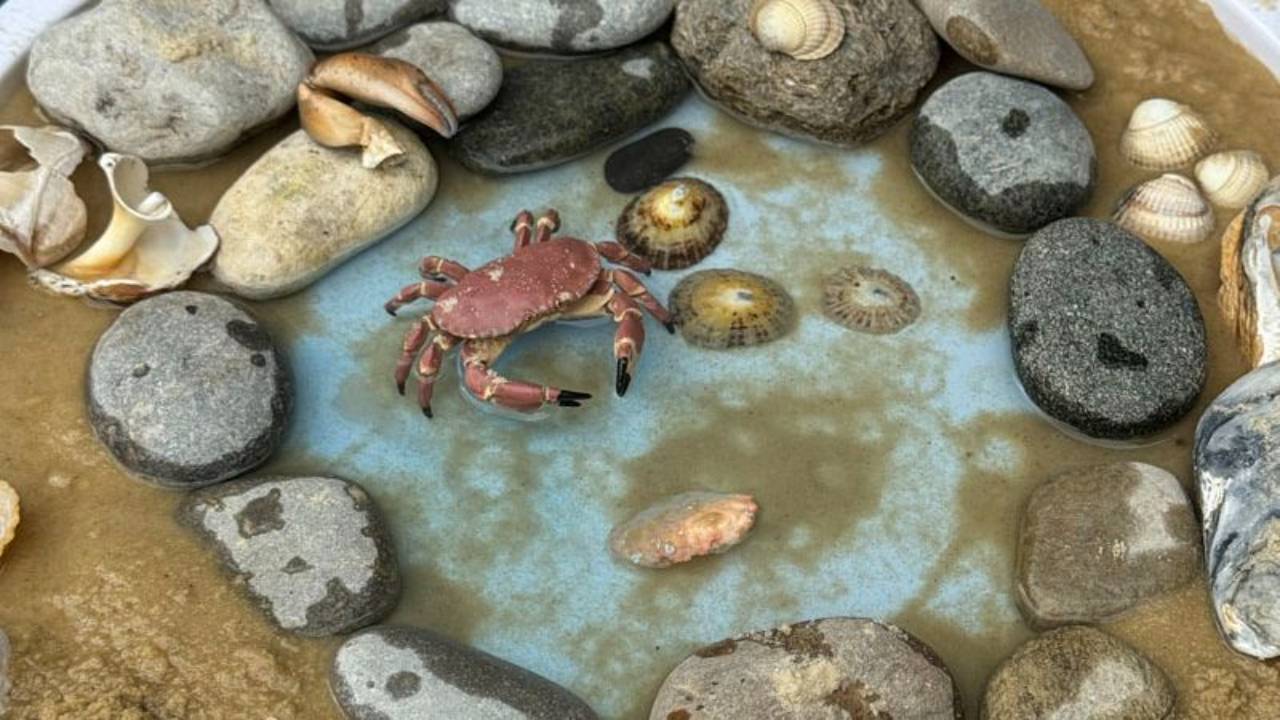 How to create your own rock pool