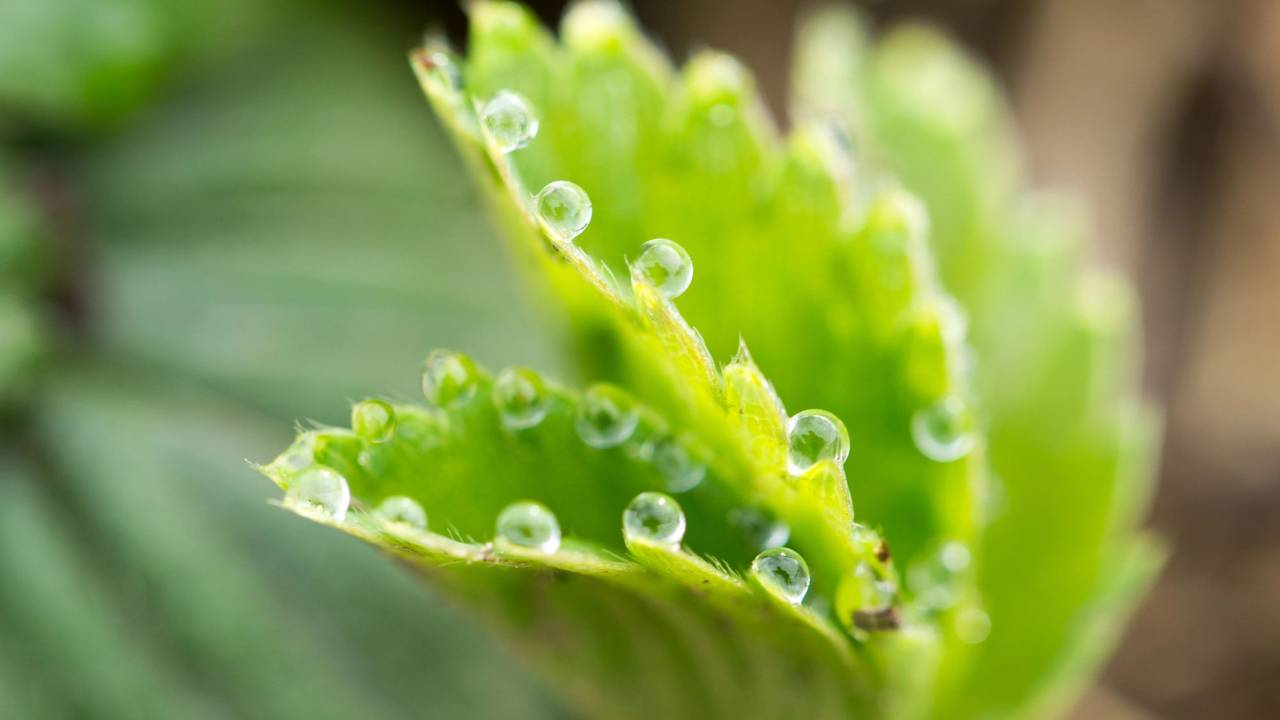 Plant Respiration Free Lesson