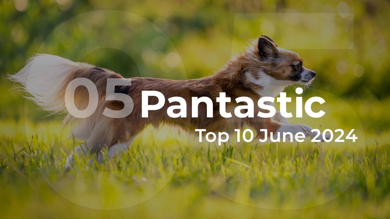 Emerge Pantastic Top 10