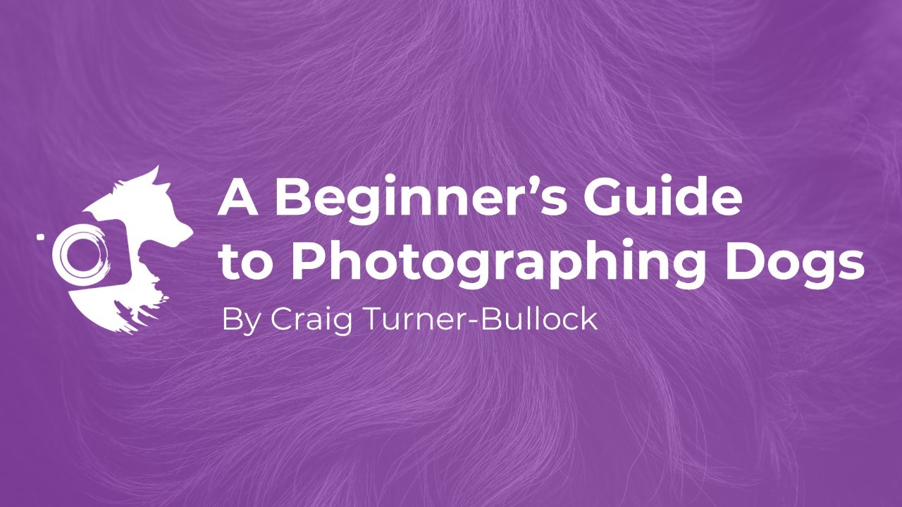 A Beginner's Guide to Photographing Dogs