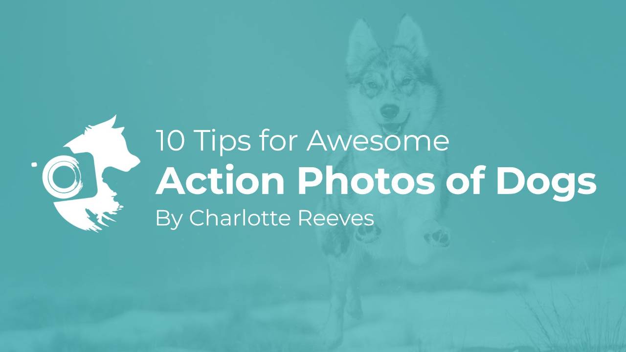 10 Tips for Awesome Action Photos of Dogs