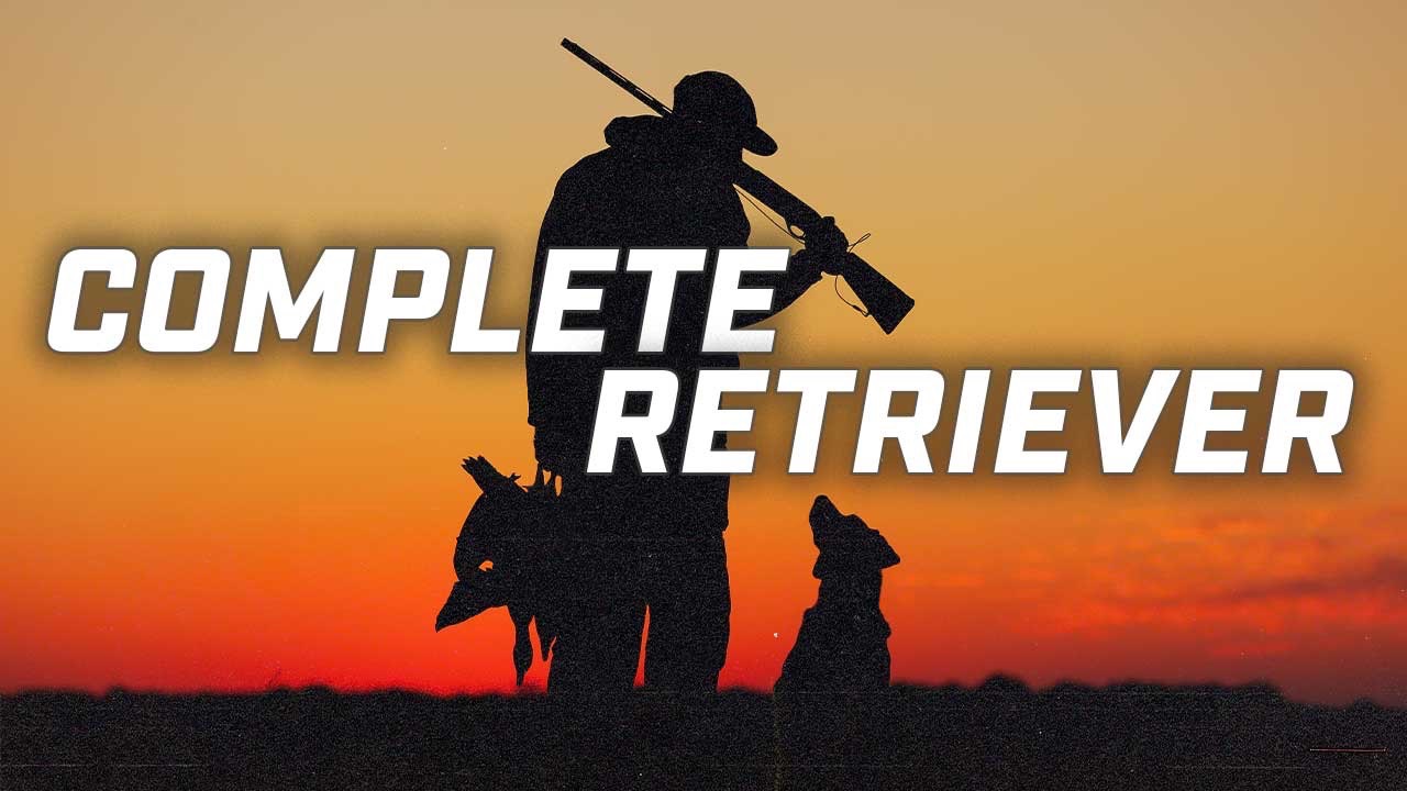 Step By Step Hunting Retriever Training Course For You
