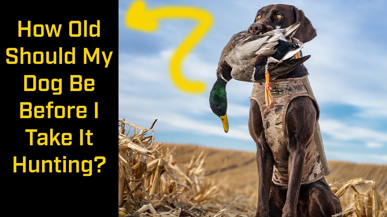 Here's How To Know Your Duck Hunting Dog Is Ready For Action