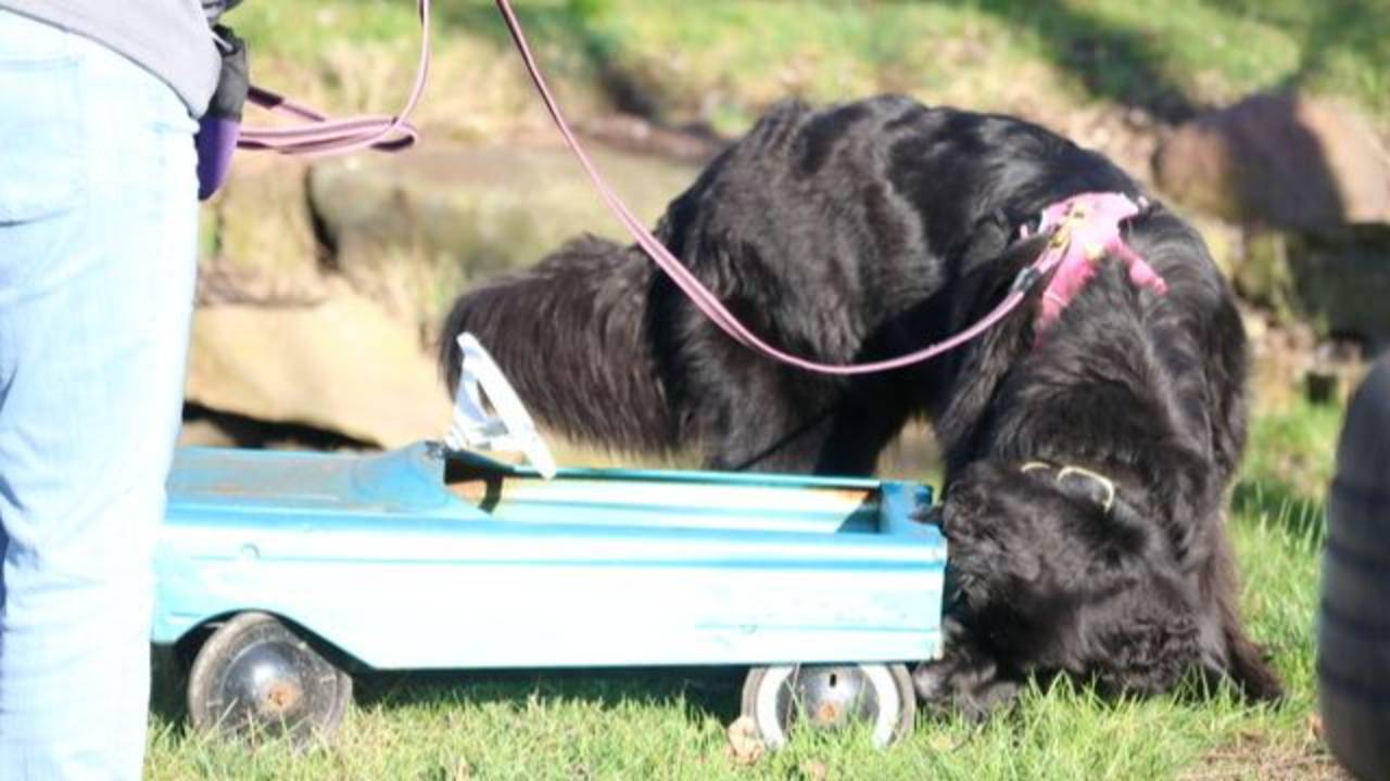 4 Paws Adrift Swim & Sniff Club Scent Work Info