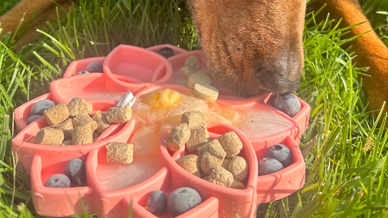 How to Boost Your Dog’s Kibble: 5 Simple Add-ins to Enhance Every Bowl