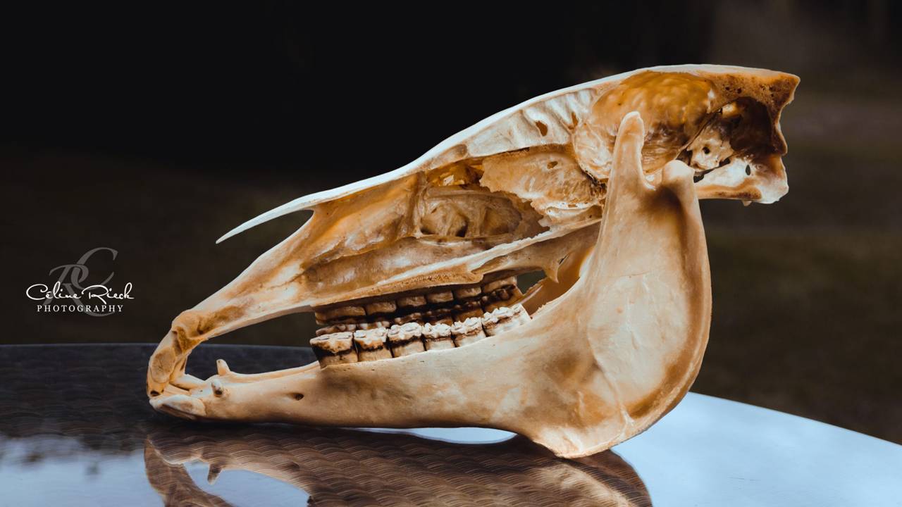 Equine Anatomy Insight