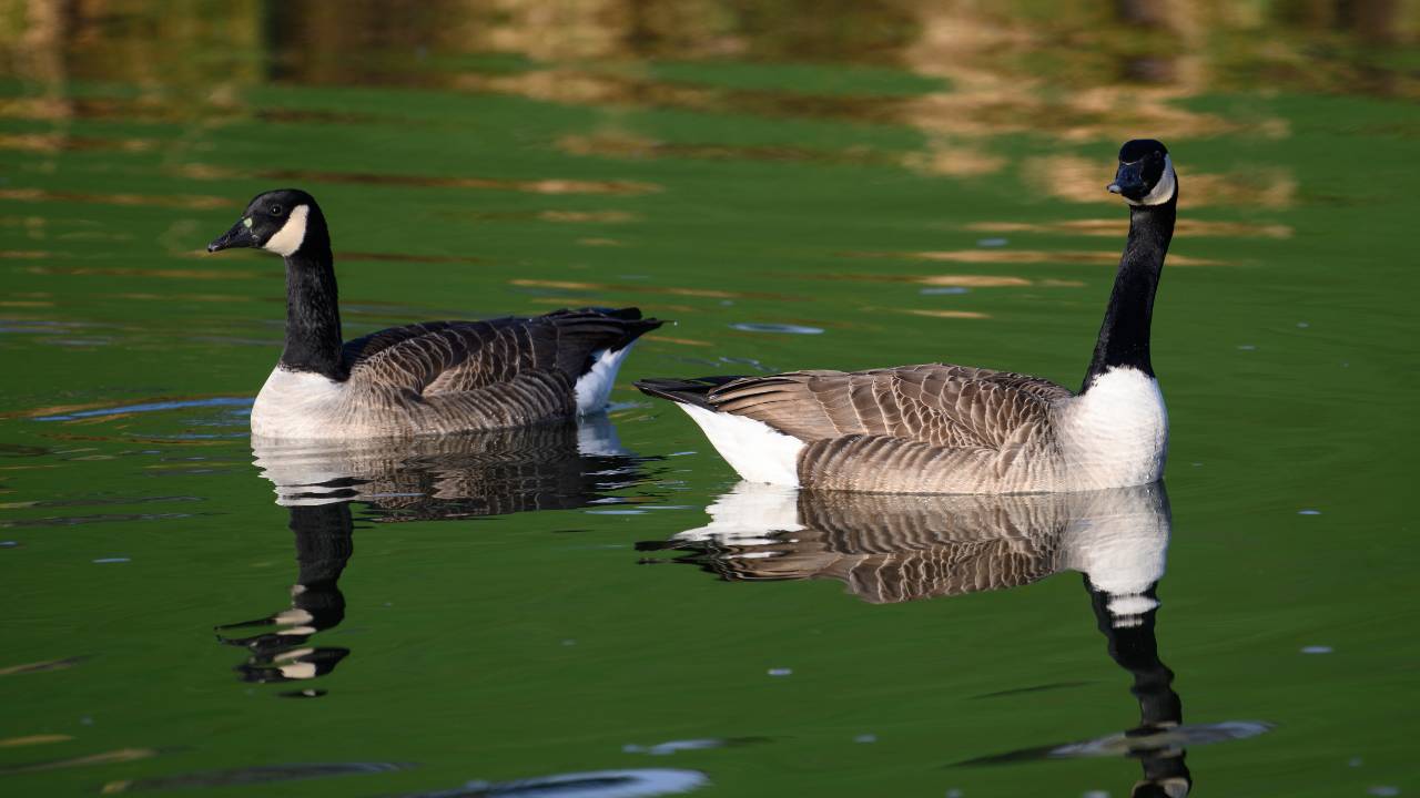 Geese are gonna geese + lessons from Season One