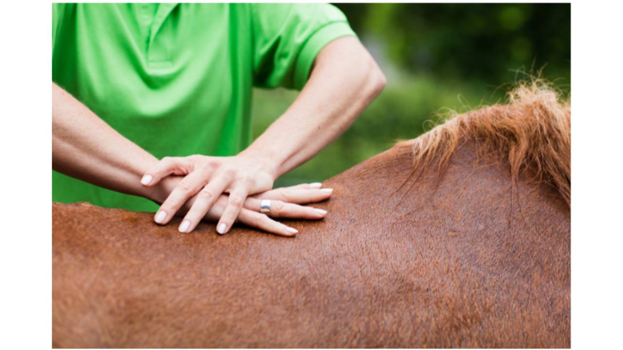 Pets Absorbing Illness from Their People - Part II