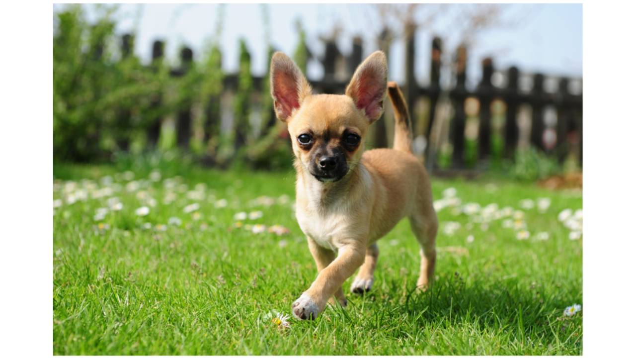 Pet Reincarnation: A Heartwarming Tale of Love and Reunion