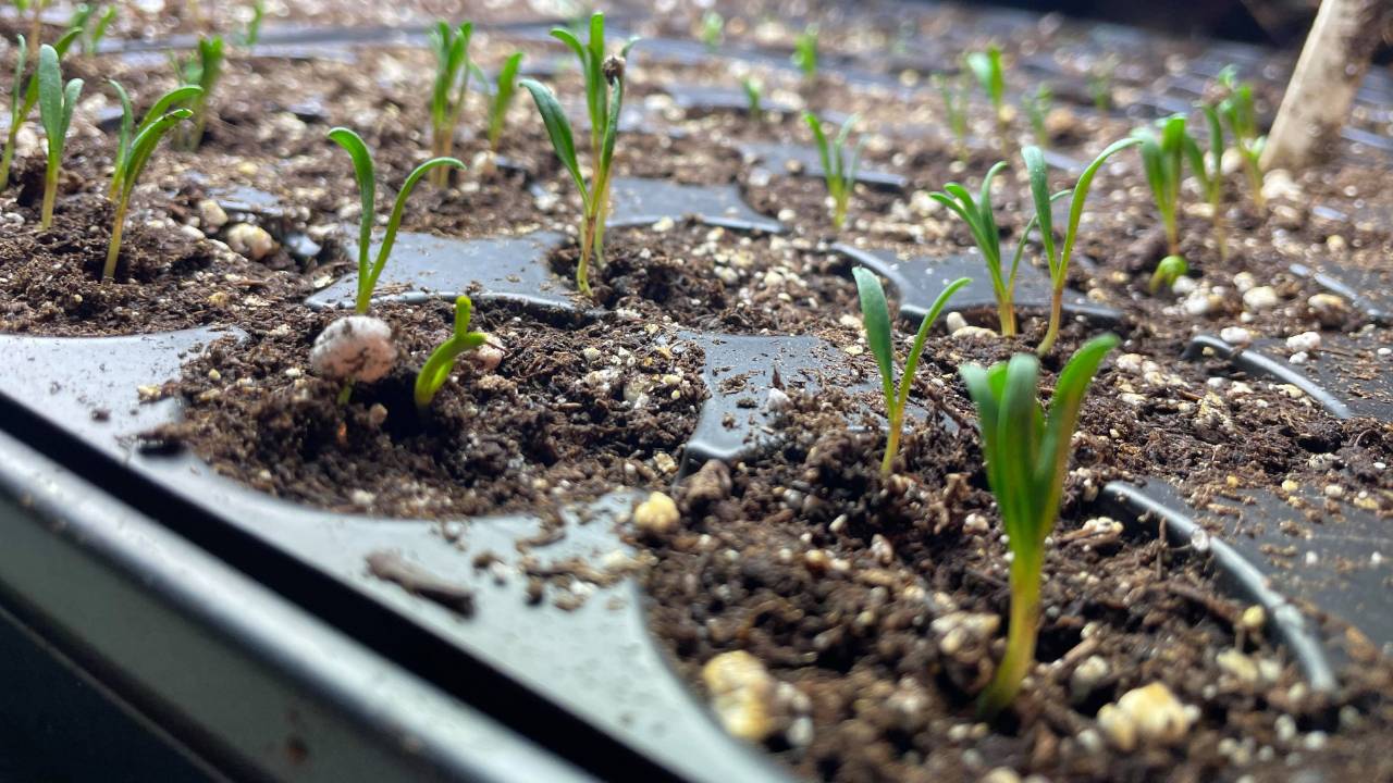 How to Germinate Seeds Indoors for Spring Success