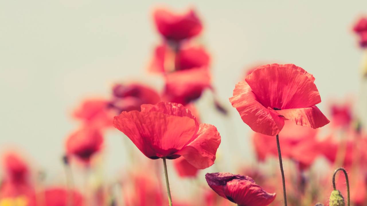 The DIY Tall Poppy Bundle
