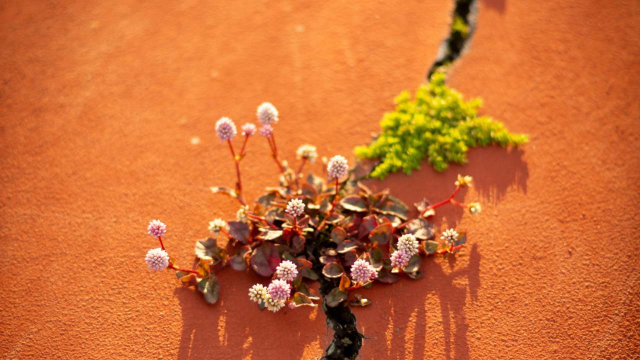 Collective Inquiry - Regeneration in place