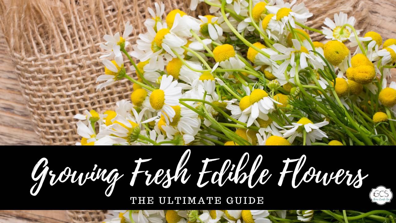The Ultimate Guide to Growing Fresh Edible Flowers