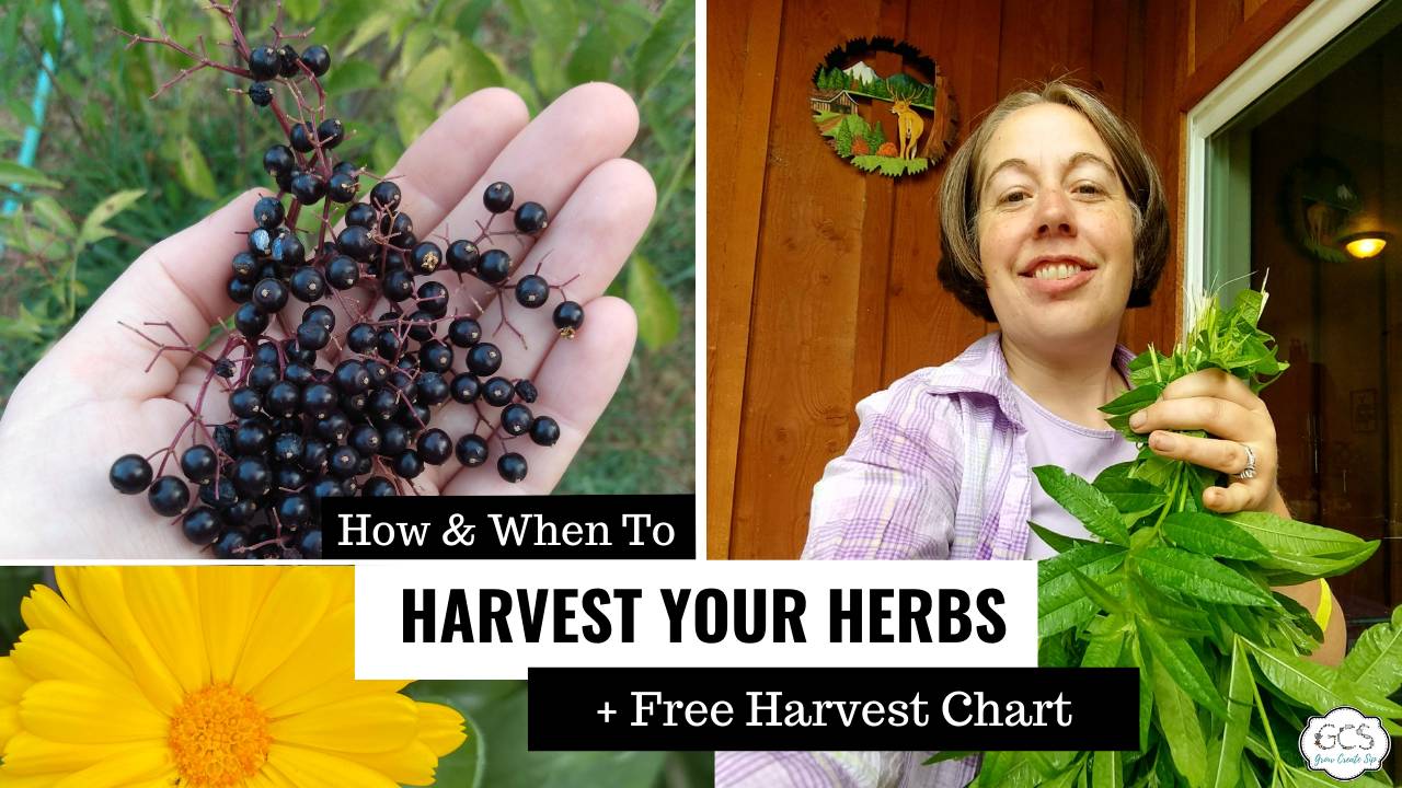 How and When to Harvest Herbs: A One Stop Guide
