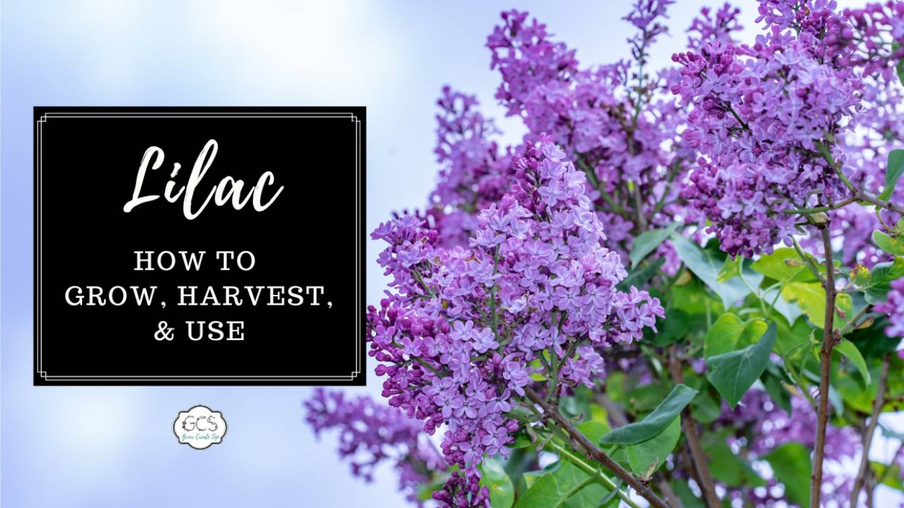 How to Grow, Harvest, and Use Lilacs