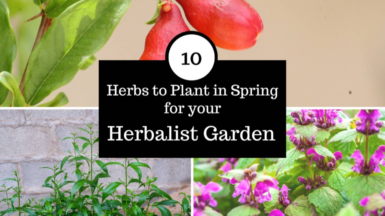 Plant These 10 Herbs in Spring for Your Herbalist Garden