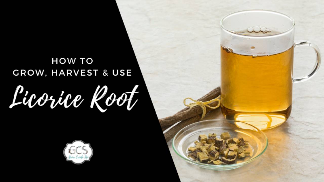 How to Grow, Harvest, and Use a Licorice Root Plant