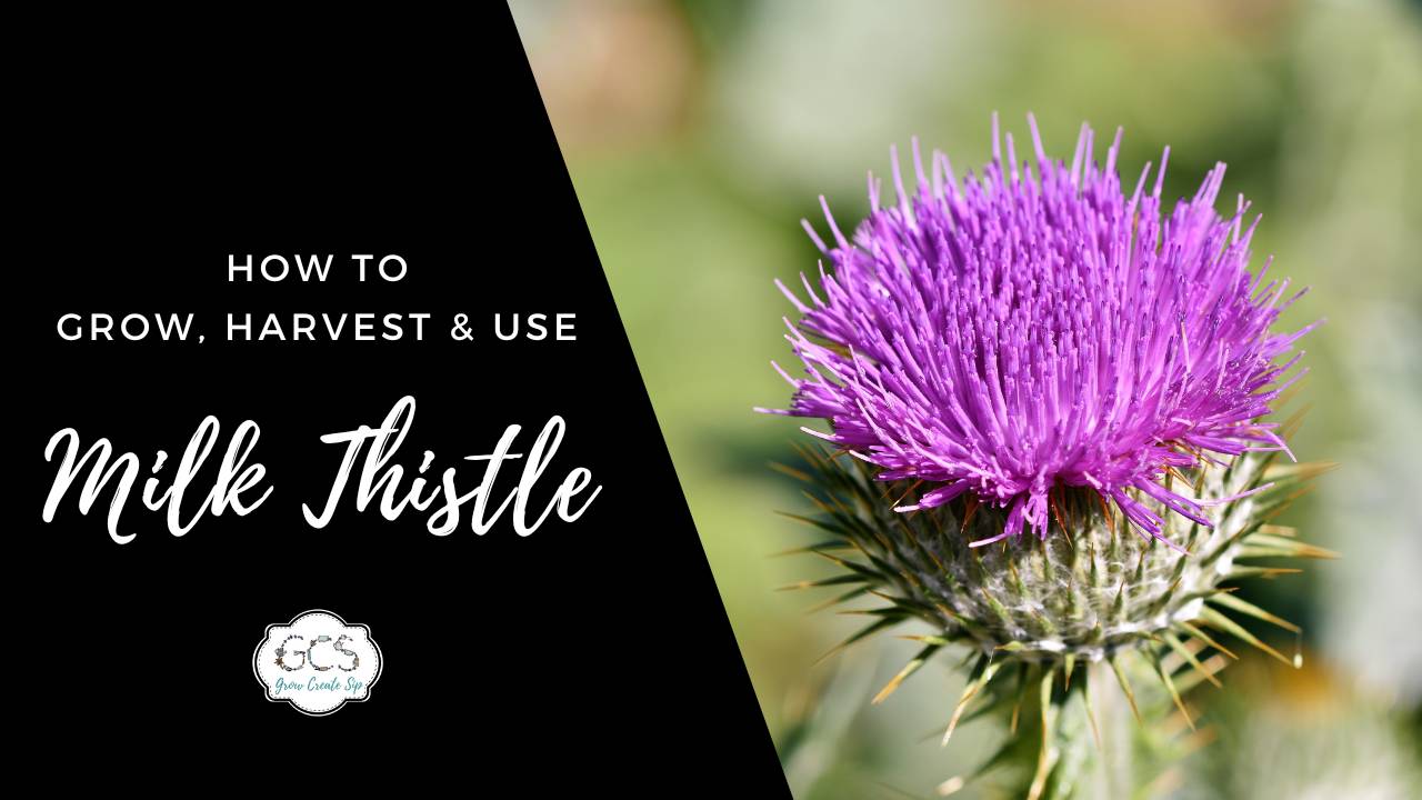 How to Grow, Harvest, and Use a Milk Thistle Plant