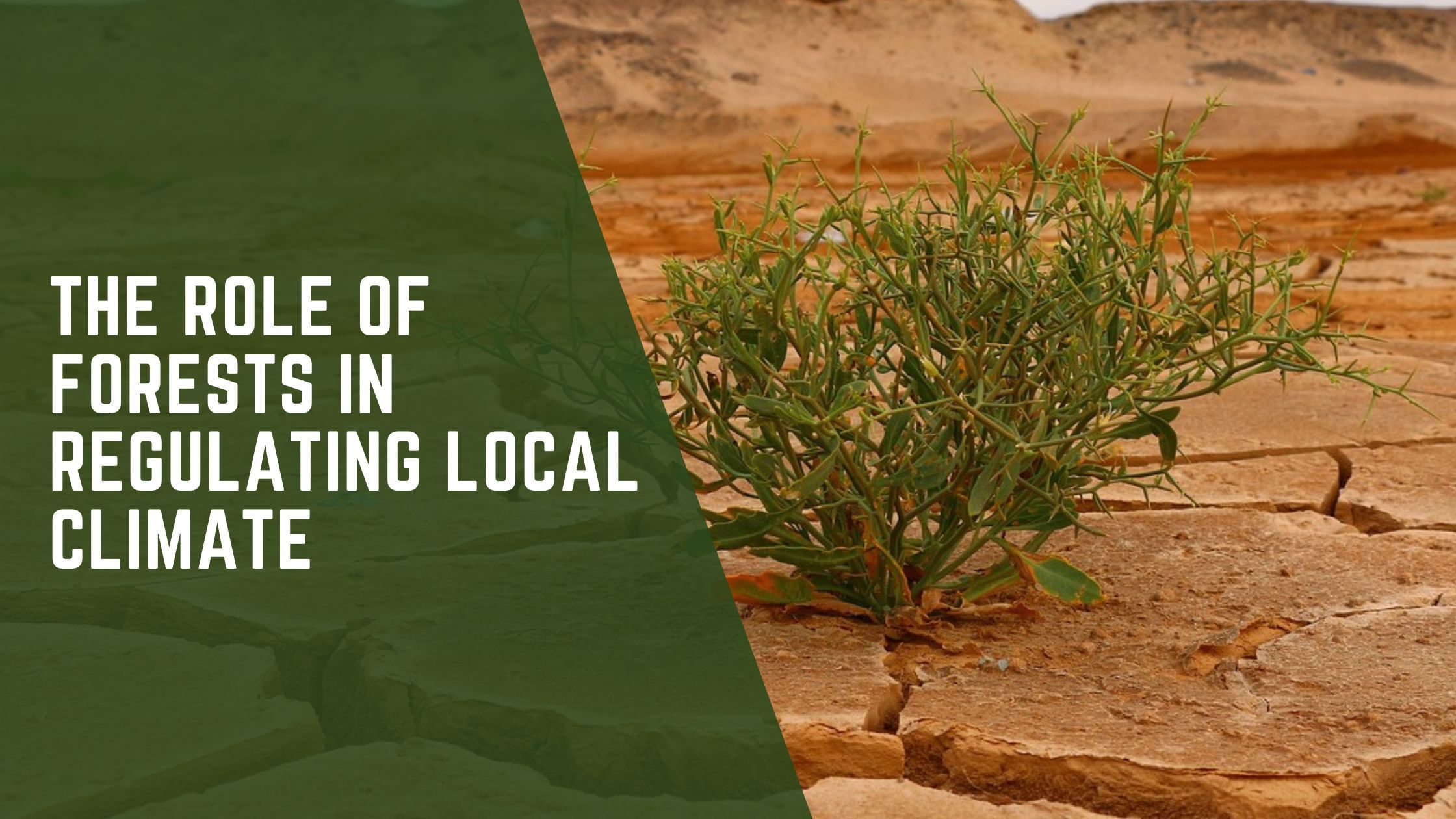 Local Climate: Critical Role of Forests in Regulating Heat