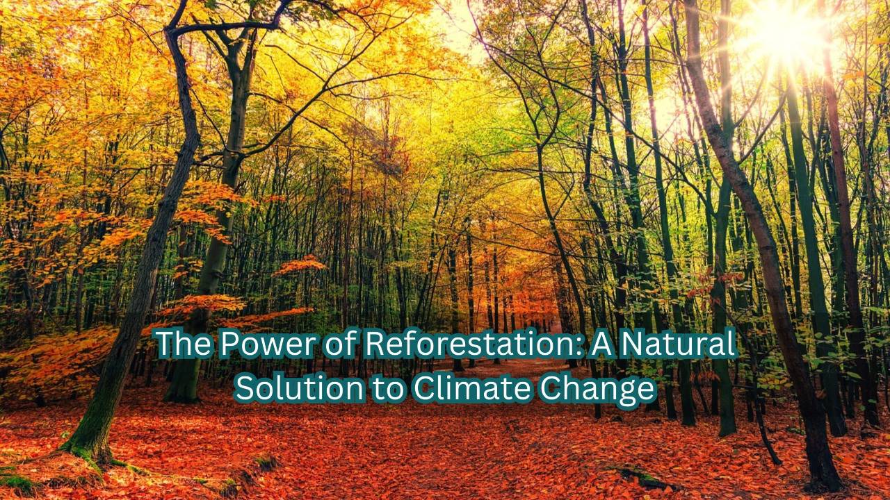 Power of Reforestation: A Natural Solution to Climate Change