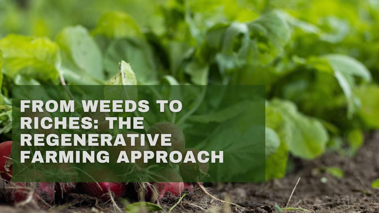 From Weeds to Riches: The Regenerative Farming Approach